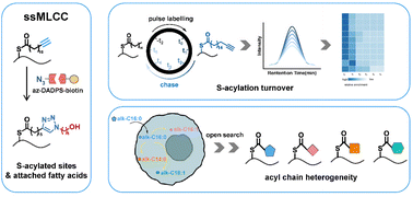 Simultaneous and site-specific profiling of heterogeneity and turnover ...