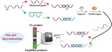 Endonuclease IV and T4 ligase enhanced detection of mutations in low ...