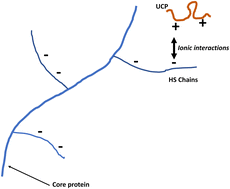 Development of a new heparan sulfate proteoglycan (HSPG) chromolith LC ...