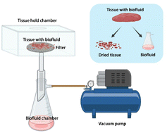 Isolation of biofluids from tissues using a vacuum-assisted filtration ...