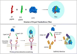 Tri-part NanoLuc as a new split technology with potential applications ...