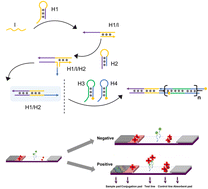 A dual-labeled fluorescence quenching lateral flow assay based on one-pot enzyme-free isothermal ...