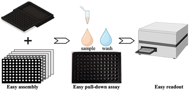 Development of a cellulose-based 96-well plate vertical flow pull-down ...