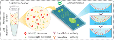 Non-invasive detection of bladder cancer via microfluidic immunoassay ...