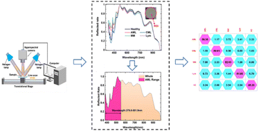 Blood cancer diagnosis using hyperspectral imaging combined with the ...