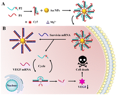 mRNA-activated DNAzyme nanoprobe for tumor cell precise imaging and ...