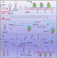 Enzyme-free and sensitive method for single-stranded nucleic acid ...