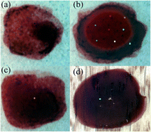 Age estimation of bloodstains based on convolutional neural network ...