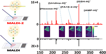 Enhancing metabolite coverage in MALDI-MSI using laser post-ionisation (MALDI-2) - Analytical ...