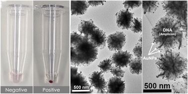 Naked-eye visualization of nucleic acid amplicons using hierarchical ...