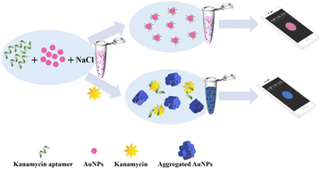 A smartphone-based gold nanoparticle colorimetric sensing platform for ...