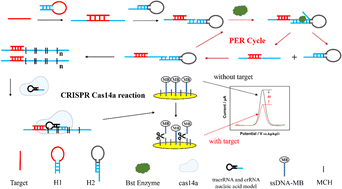 PER-CRISPR/Cas14a system-based electrochemical biosensor for the ...