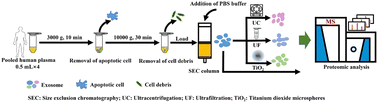 A comparison of size exclusion chromatography-based tandem strategies for plasma exosome ...