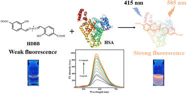 An HDBB-based fluorescent probe for the sensitive detection of human ...