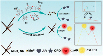 A dual channel fluorescence tongue for catechin recognition based on ...