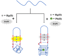 Development of a split G-quadruplex and DAPI-based fluorescent probe ...