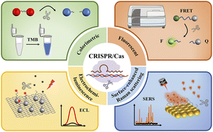 Recent progress on the CRISPR/Cas system in optical biosensors ...