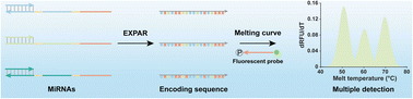 Programmable DNA barcode-encoded exponential amplification reaction for ...