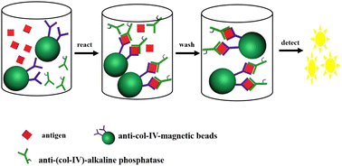 A chemiluminescence immunoassay for type IV collagen as a promising ...