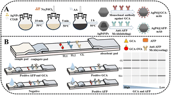 An AgPd NP-based lateral flow immunoassay for simultaneous detection of ...