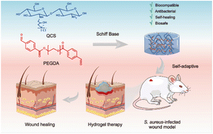 A chitosan-based self-healing hydrogel for accelerating infected wound ...