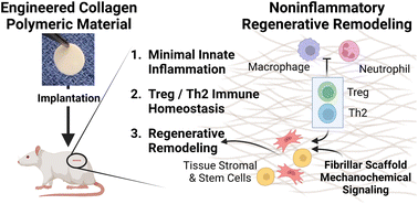 Engineered collagen polymeric materials create noninflammatory ...