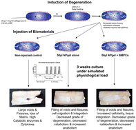 Injectable biomaterial induces regeneration of the intervertebral disc ...