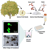 Development of plant-based biopolymer coatings for 3D cell culture ...