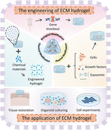 The engineering and application of extracellular matrix hydrogels: a ...