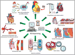 Application of 4D printing and bioprinting in cardiovascular tissue ...