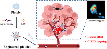 Glucose-decorated engineering platelets for active and precise tumor ...