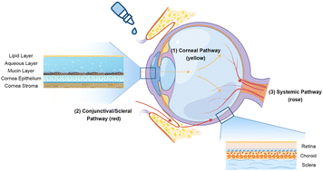 Nano-based ocular drug delivery systems: an insight into the preclinical/clinical studies and ...