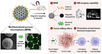 Multifunctional porous microspheres encapsulating oncolytic bacterial ...