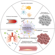 Platelet-derived extracellular vesicles for drug delivery - Biomaterials Science (RSC Publishing)