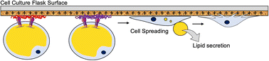 ECM proteins and cationic polymers coating promote dedifferentiation of ...