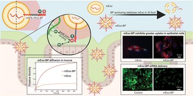 Milk exosomes anchored with hydrophilic and zwitterionic motifs enhance ...