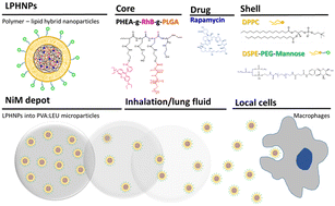 Rapamycin-based inhaled therapy for potential treatment of COPD-related ...