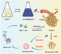 Genetically engineered probiotics for an optical imaging-guided tumor ...