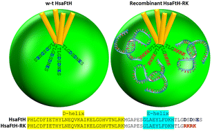 Engineered human H-chain ferritin with reversed charge of the internal ...