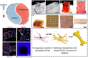 3D bioprinting of GelMA with enhanced extrusion printability through ...