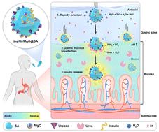 Urease catalyzed high-density sodium alginate microspheres enable high ...