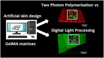 Gelatine–collagen photo-crosslinkable 3D matrixes for skin regeneration ...