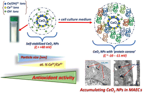 Bioactivity of cerium dioxide nanoparticles as a function of size and ...