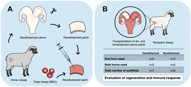 Transplantation of a bioengineered tissue patch promotes uterine repair ...