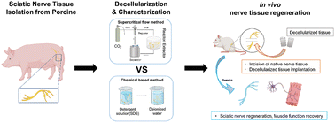 Comparative analysis of supercritical fluid-based and chemical-based ...