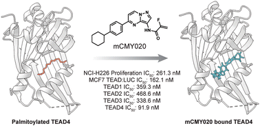 A covalent inhibitor of the YAP–TEAD transcriptional complex identified ...