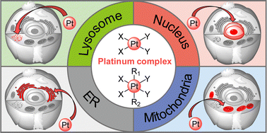 Unlocking the potential of platinum drugs: organelle-targeted small ...