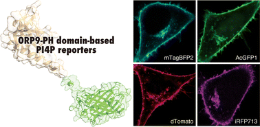 ORP9-PH domain-based fluorescent reporters for visualizing ...