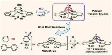 C–H bond activations by the HO˙/(Salophent-Bu)Co(ii) radical pair ...
