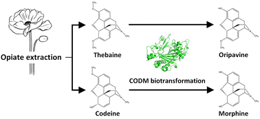 An industrially applicable Escherichia coli platform for bioconversion ...
